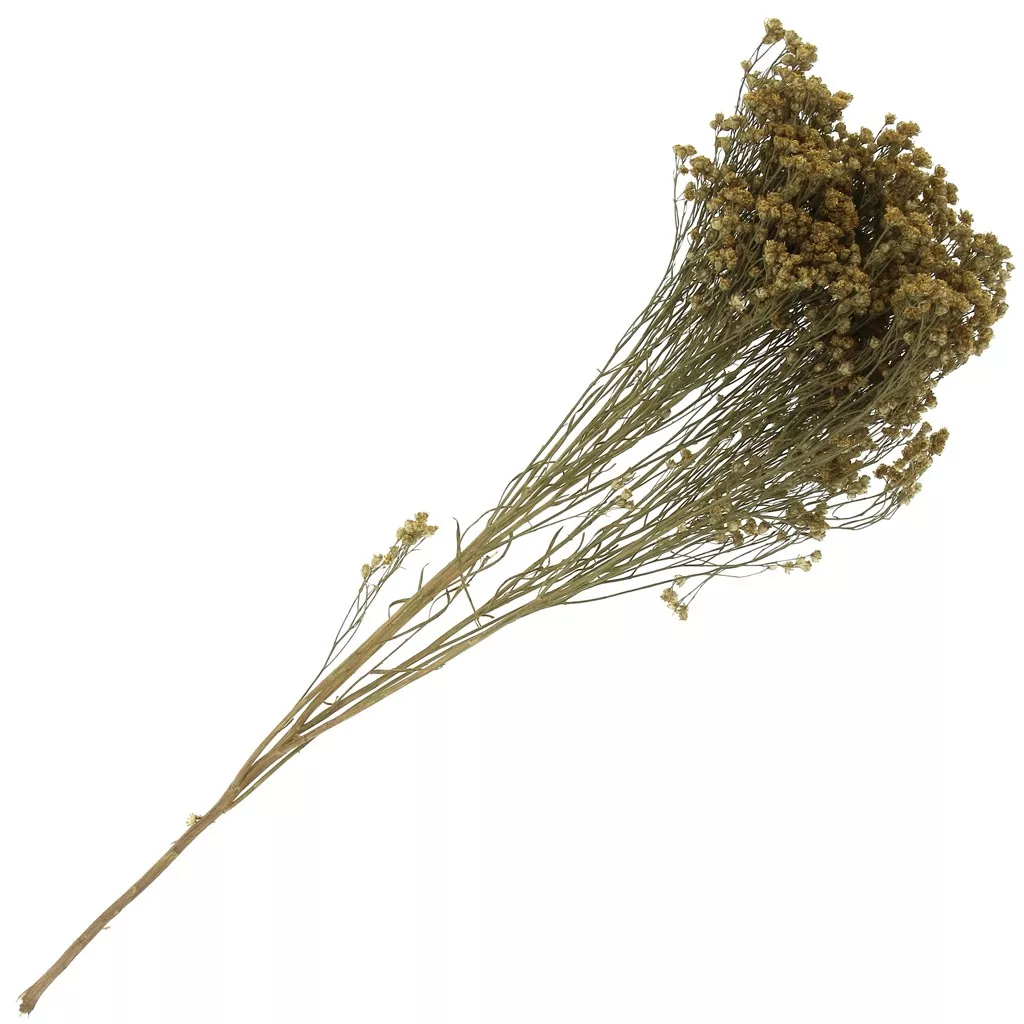 Gypsophile Jaune - fleur séchée pour création DIY x1 tige - Perles & Co