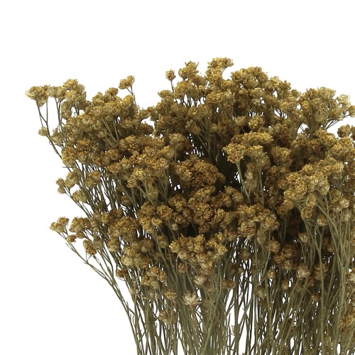 Gypsophile Jaune - fleur séchée pour création DIY x1 tige - Perles & Co