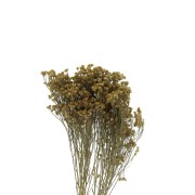 Gypsophile Jaune - fleur séchée pour création DIY x1 tige - Perles & Co