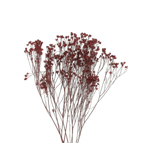 Gypsophile Rouge - fleur séchée pour composition florale x1 tige ...