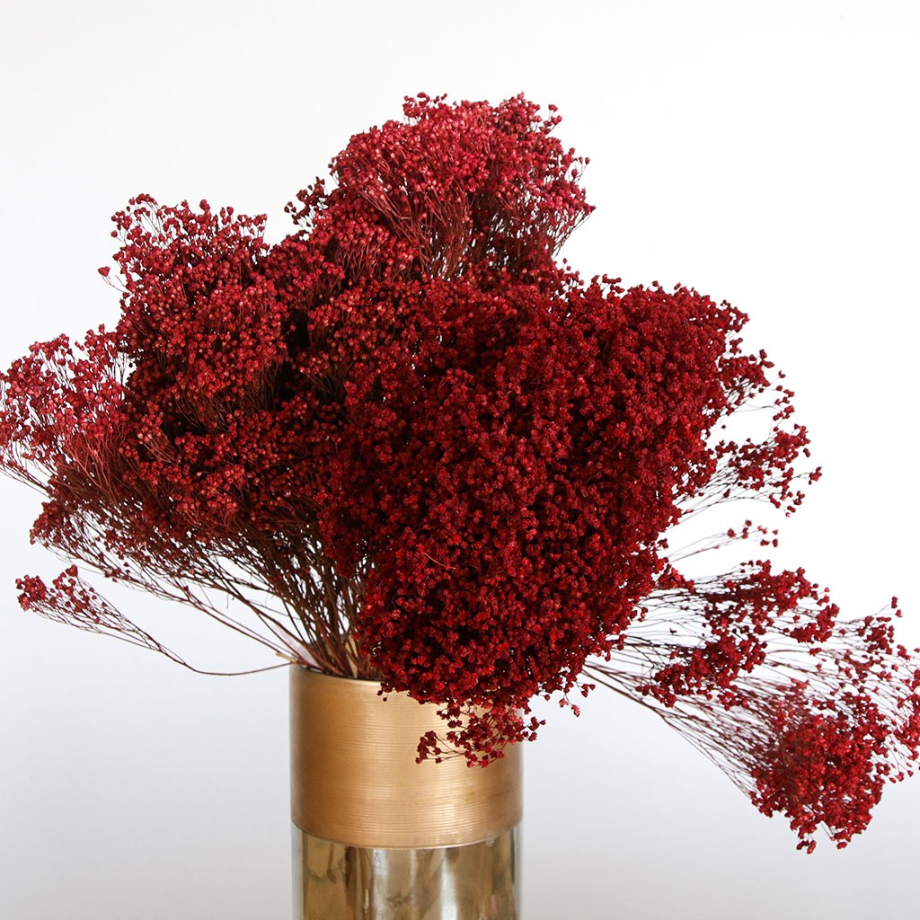 Gypsophile Rouge - fleur séchée pour composition florale x1 tige ...